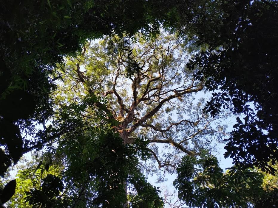 Cientistas clonam árvores de espécies raras em Brumadinho para acelerar ...